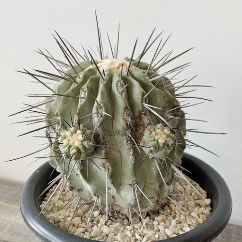 コピアポア デアルバータ（黒士冠）＃C3 | BIZARRE GREEN