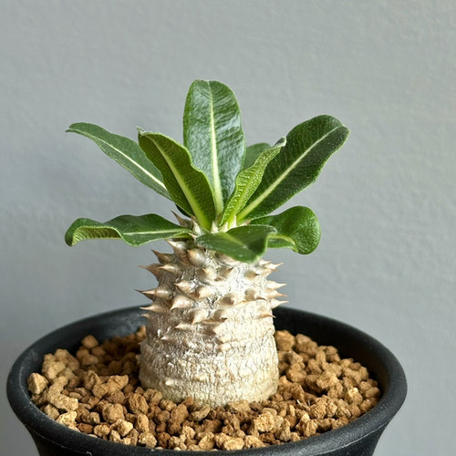 パキポディウム タッキー＃04 | BIZARRE GREEN