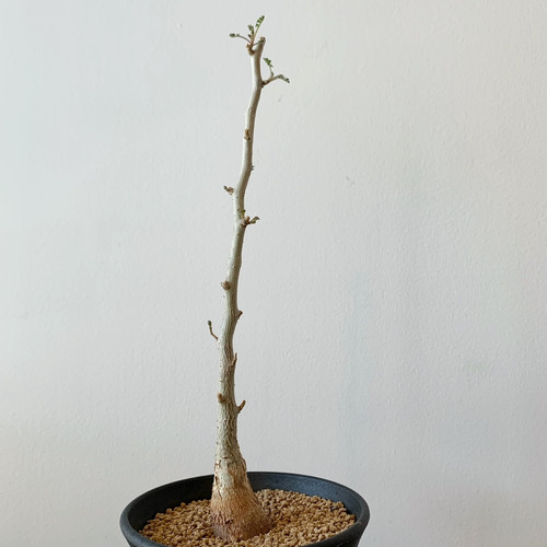 パキコルムス ディスカラー(象の木）#07 | BIZARRE GREEN