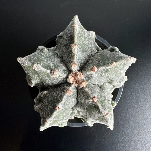 アストロフィツム 複隆鸞鳳玉 #06 | BIZARRE GREEN