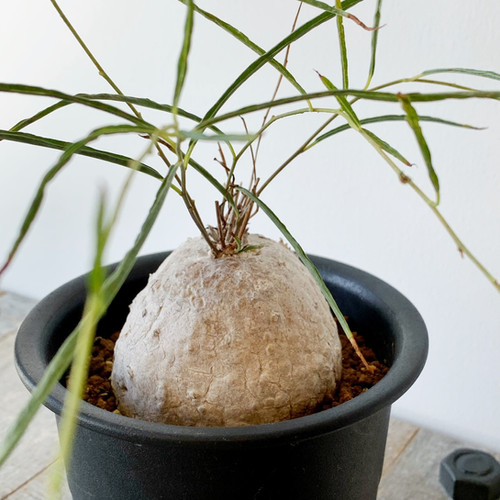 イポメア ボルシアーナ ＃02 | BIZARRE GREEN