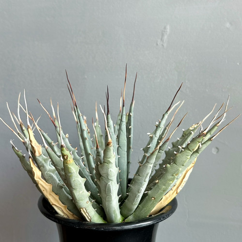 アガベ ユタエンシス エボリスピナ #G2 | BIZARRE GREEN