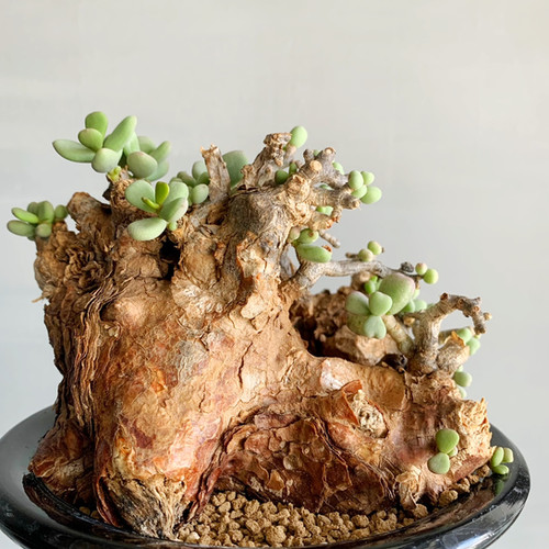 ケラリア ピグマエア ＃G10 | BIZARRE GREEN