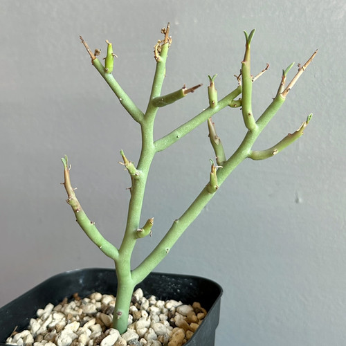 ユーフォルビア リグノーサ #06 | BIZARRE GREEN