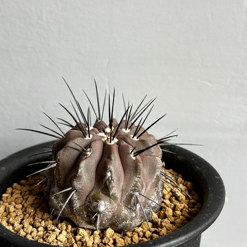 コピアポア デアルバータ（黒士冠）＃17 | BIZARRE GREEN