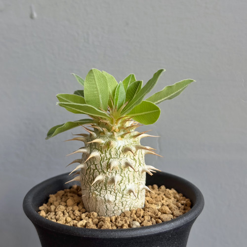 パキポディウム マカイエンセ #36 | BIZARRE GREEN