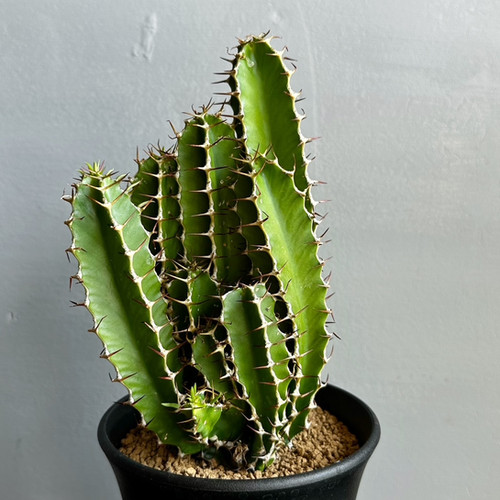 ユーフォルビア ムランジーナ #02 | BIZARRE GREEN