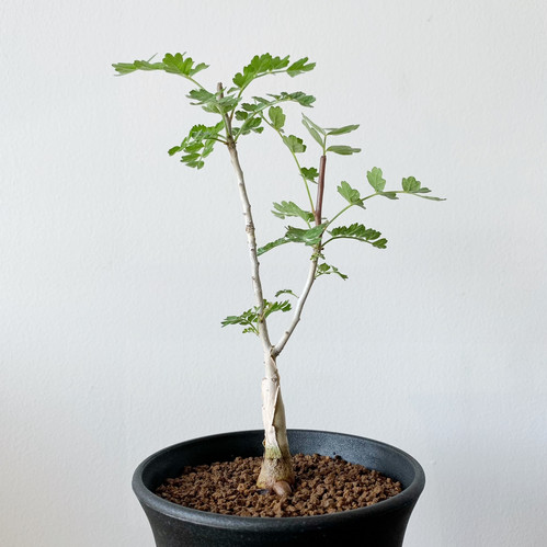 パキコルムス ディスカラー(象の木）#04 | BIZARRE GREEN