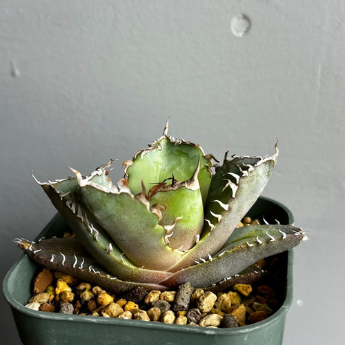 アガベ チタノタ 蟹 #04 | BIZARRE GREEN