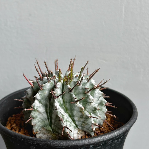 ユーフォルビア ホリダ #17 | BIZARRE GREEN