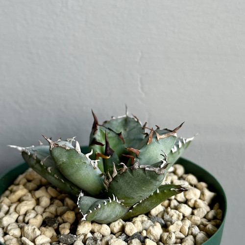 アガベ 姫厳竜 #14 | BIZARRE GREEN