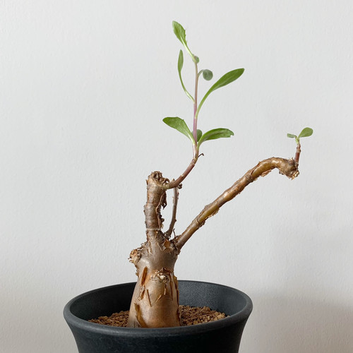 オトンナ ロバタ #G3 | BIZARRE GREEN