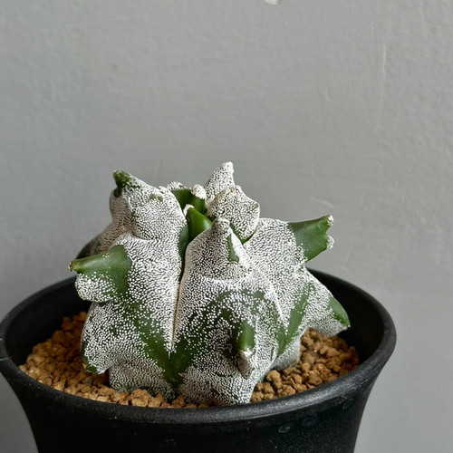 アストロフィツム 恩塚亀甲鸞鳳玉＃02 | BIZARRE GREEN