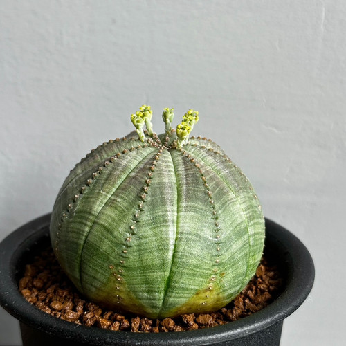 ユーフォルビア オベサ #108 | BIZARRE GREEN