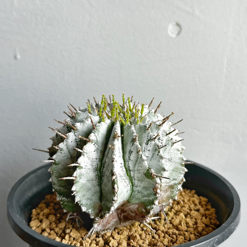 ユーフォルビア ホリダ #16 | BIZARRE GREEN