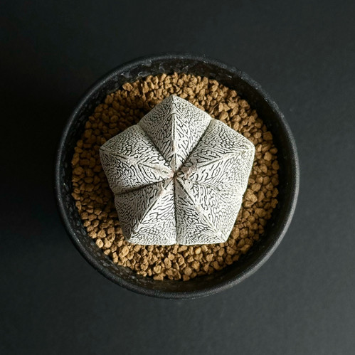 アストロフィツム 恩塚ランポー玉＃05 | BIZARRE GREEN