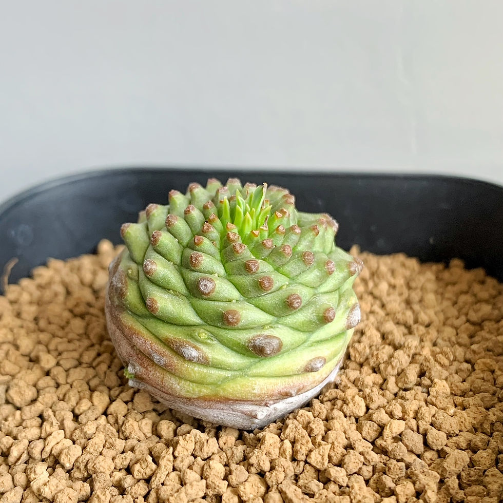 ユーフォルビア シンメトリカ鉄甲 #03 | BIZARRE GREEN