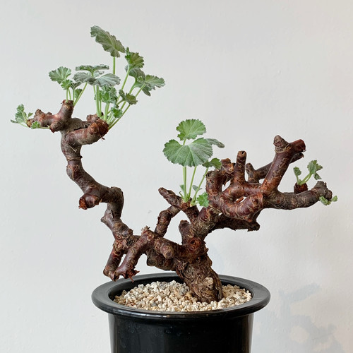 ぺラルゴニウム ミラビレ #G3 | BIZARRE GREEN