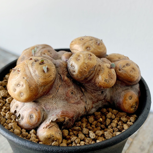 オトンナ カカリオイデス #G2 | BIZARRE GREEN