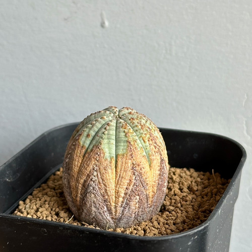 ユーフォルビア オベサ #95 | BIZARRE GREEN