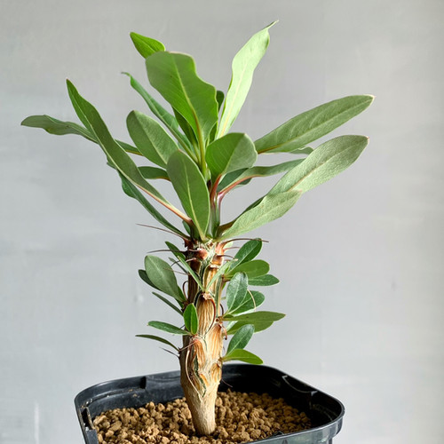 フォークイエリア オチョテレナエ＃01 | BIZARRE GREEN