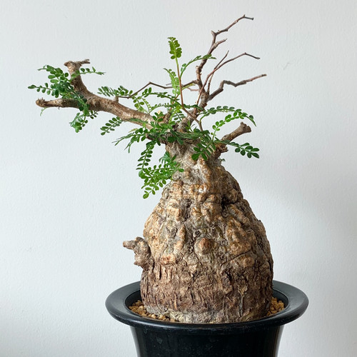 オペルクリカリア パキプス #07 | BIZARRE GREEN