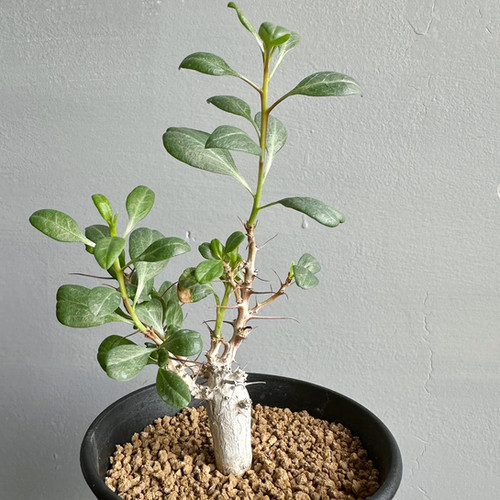 フォークイエリア コルムナリス＃06 | BIZARRE GREEN