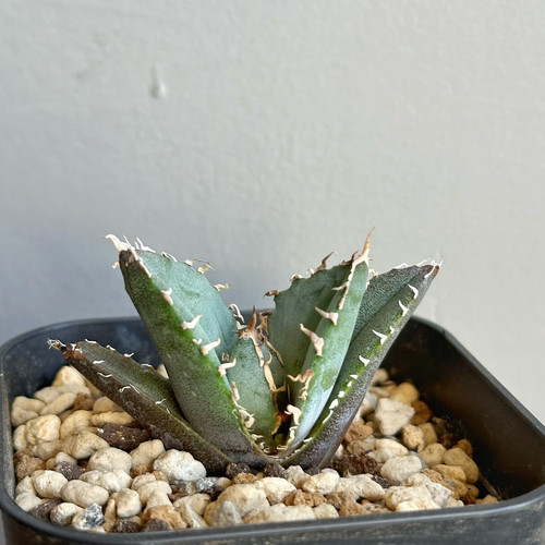 アガベ チタノタ 白鯨 #11 | BIZARRE GREEN