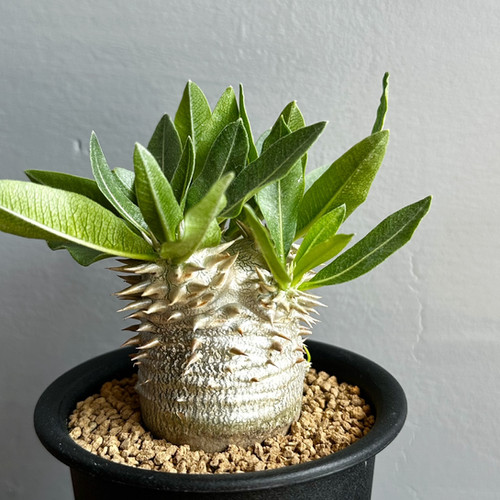 パキポディウム デンシカウレ（恵比寿大黒）＃110 | BIZARRE GREEN