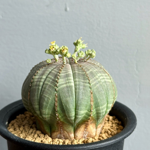 ユーフォルビア オベサ #83 | BIZARRE GREEN