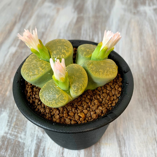 リトープス アルビニカ #01 | BIZARRE GREEN