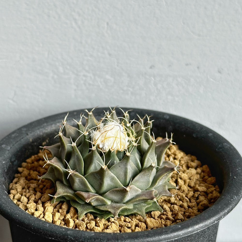 オブレゴニア 帝冠 #33 | BIZARRE GREEN