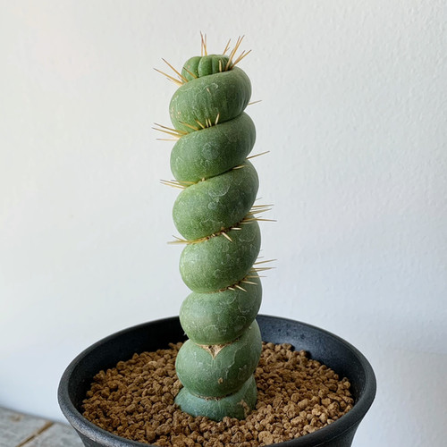 ユーリキニア カスタネア スピラリス＃02 | BIZARRE GREEN