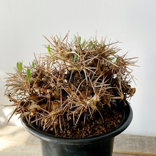 オトンナ ユーフォルビオイデス #G06 | BIZARRE GREEN