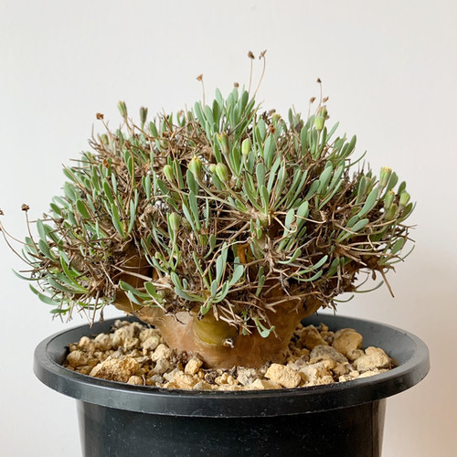 オトンナ ユーフォルビオイデス #G10 | BIZARRE GREEN