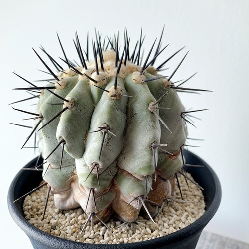 コピアポア シネレア（黒王丸）#C3 | BIZARRE GREEN