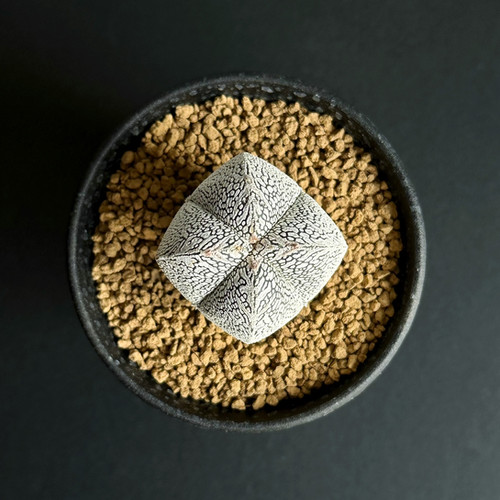 アストロフィツム 四角恩塚ランポー玉＃02 | BIZARRE GREEN