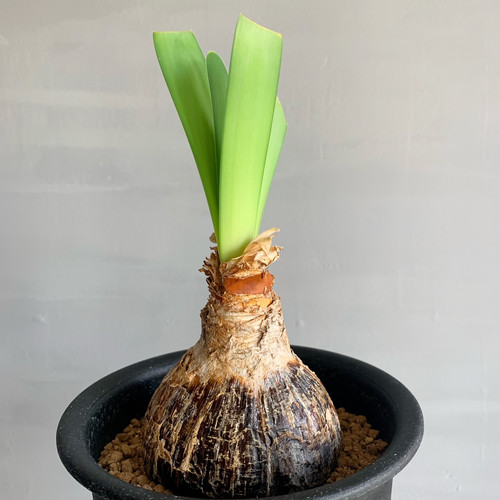 アンモカリス ティネアナ #01 | BIZARRE GREEN