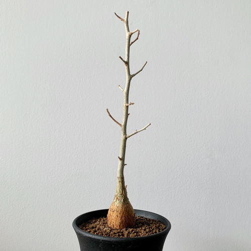 パキコルムス ディスカラー(象の木）#05 | BIZARRE GREEN