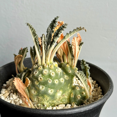 ドルステニア ラブラニー #10 | BIZARRE GREEN