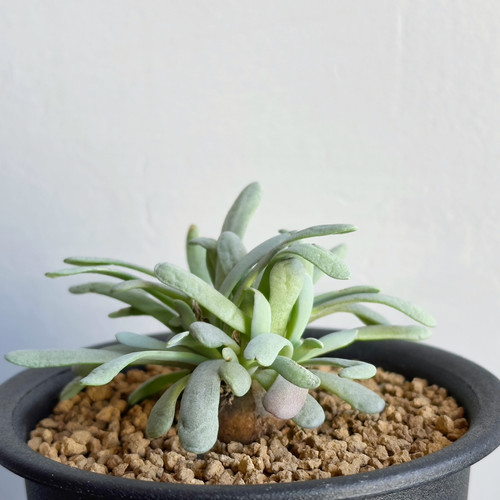 オトンナ ハリー #03 | BIZARRE GREEN