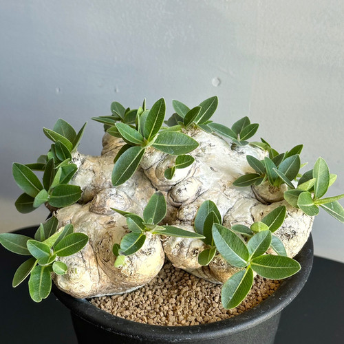 パキポディウム ブレビカウレ #G10 | BIZARRE GREEN