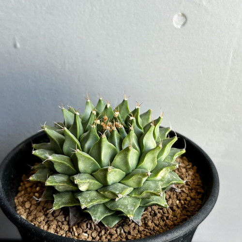 オブレゴニア 帝冠 #35 | BIZARRE GREEN