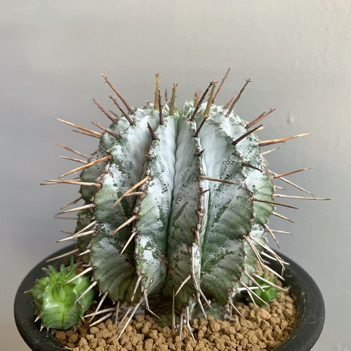 ユーフォルビア ホリダ #10 | BIZARRE GREEN