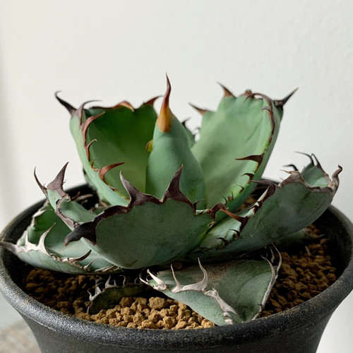 アガベ チタノタ ブラック＆ブルー #07 | BIZARRE GREEN