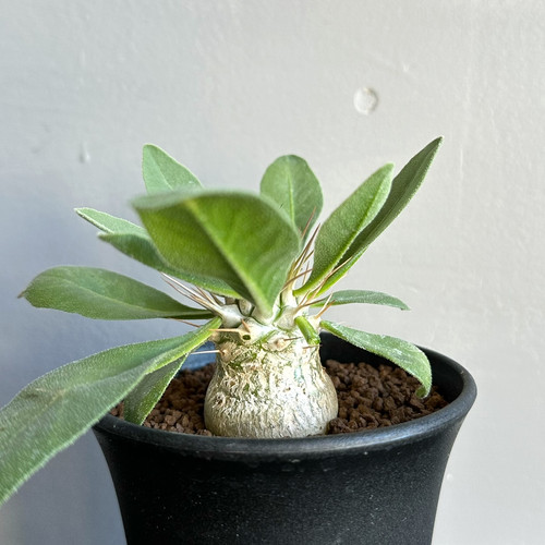 パキポディウム ナマクアナム（光堂）＃25 | BIZARRE GREEN