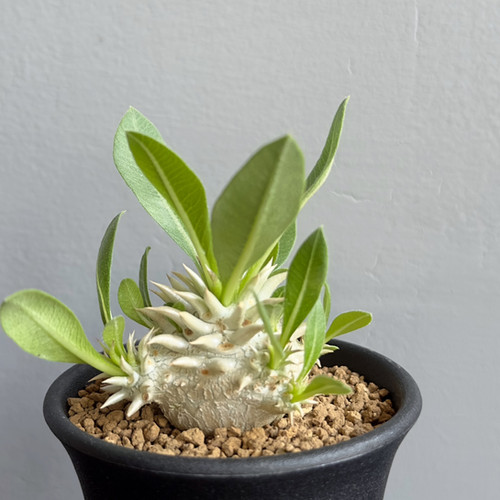 パキポディウム デンシカウレ（恵比寿大黒）＃95 | BIZARRE GREEN