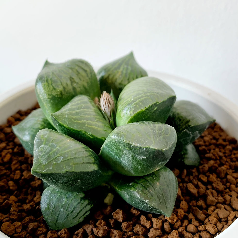 ハオルチア ダルマコンプト #04 | BIZARRE GREEN