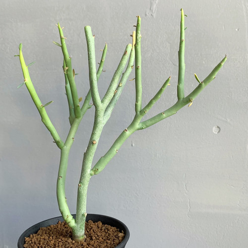 ユーフォルビア リグノーサ #03 | BIZARRE GREEN