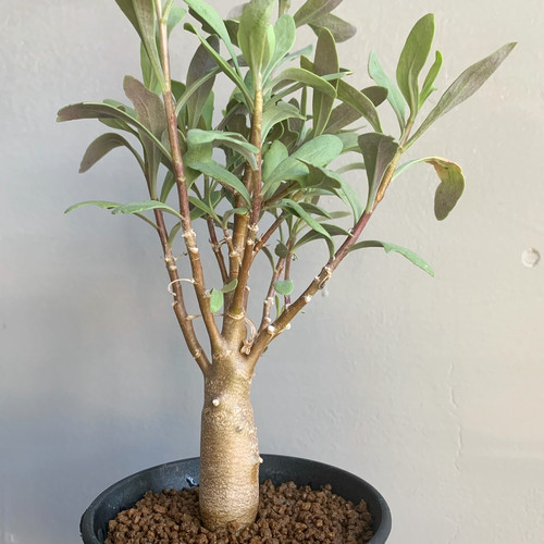 オトンナ クエルシフォリア＃03 | BIZARRE GREEN